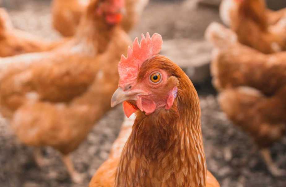 Where Does Walmart Chicken Come From In 2022 Guide 
