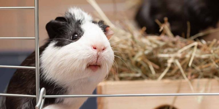 Does PetSmart Groom Guinea Pigs In 2022 Try This Instead Does PetSmart Groom Guinea Pigs In 2022 Try This Instead
